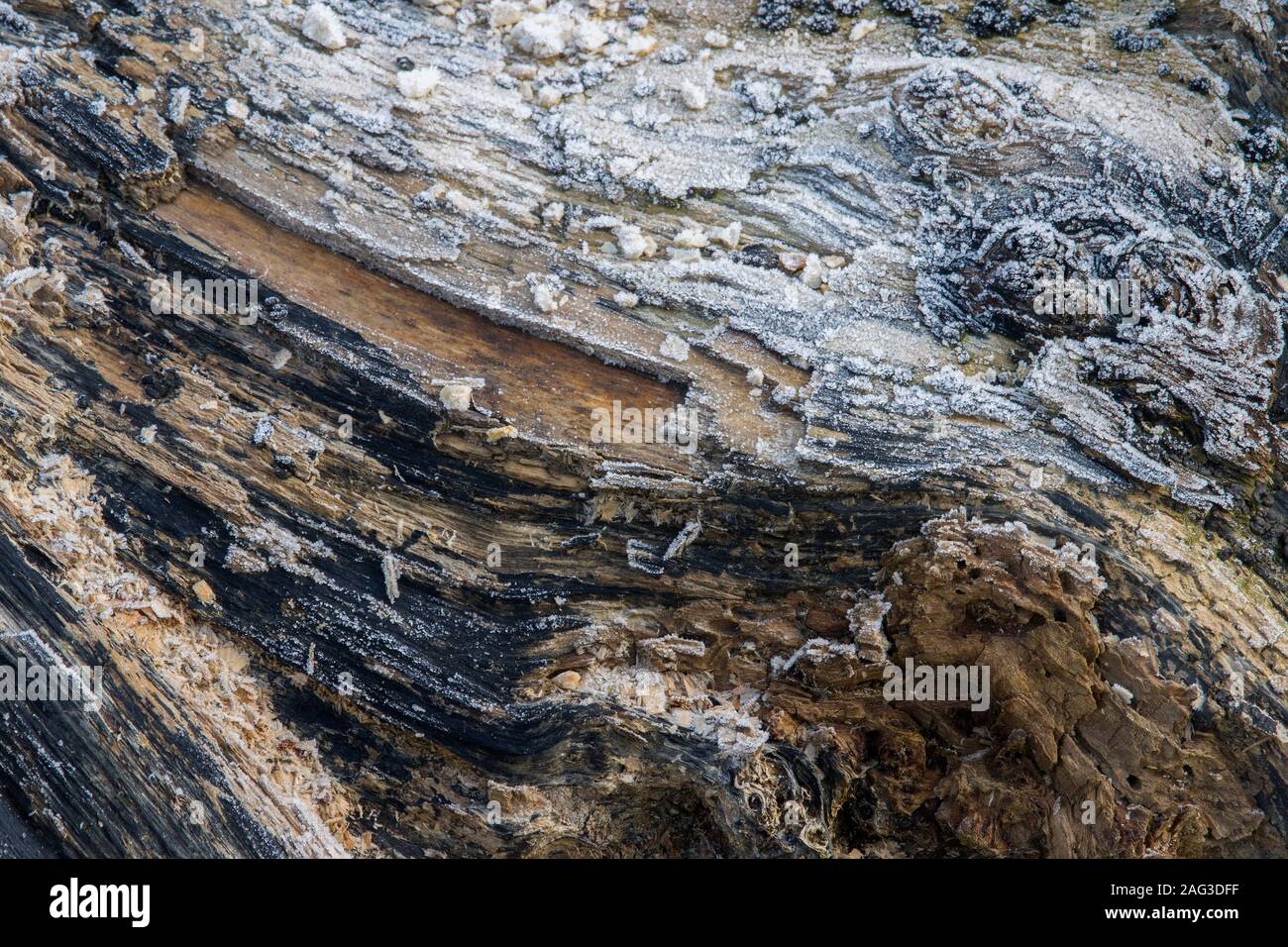 abstract texture of frozen lumber Stock Photo - Alamy
