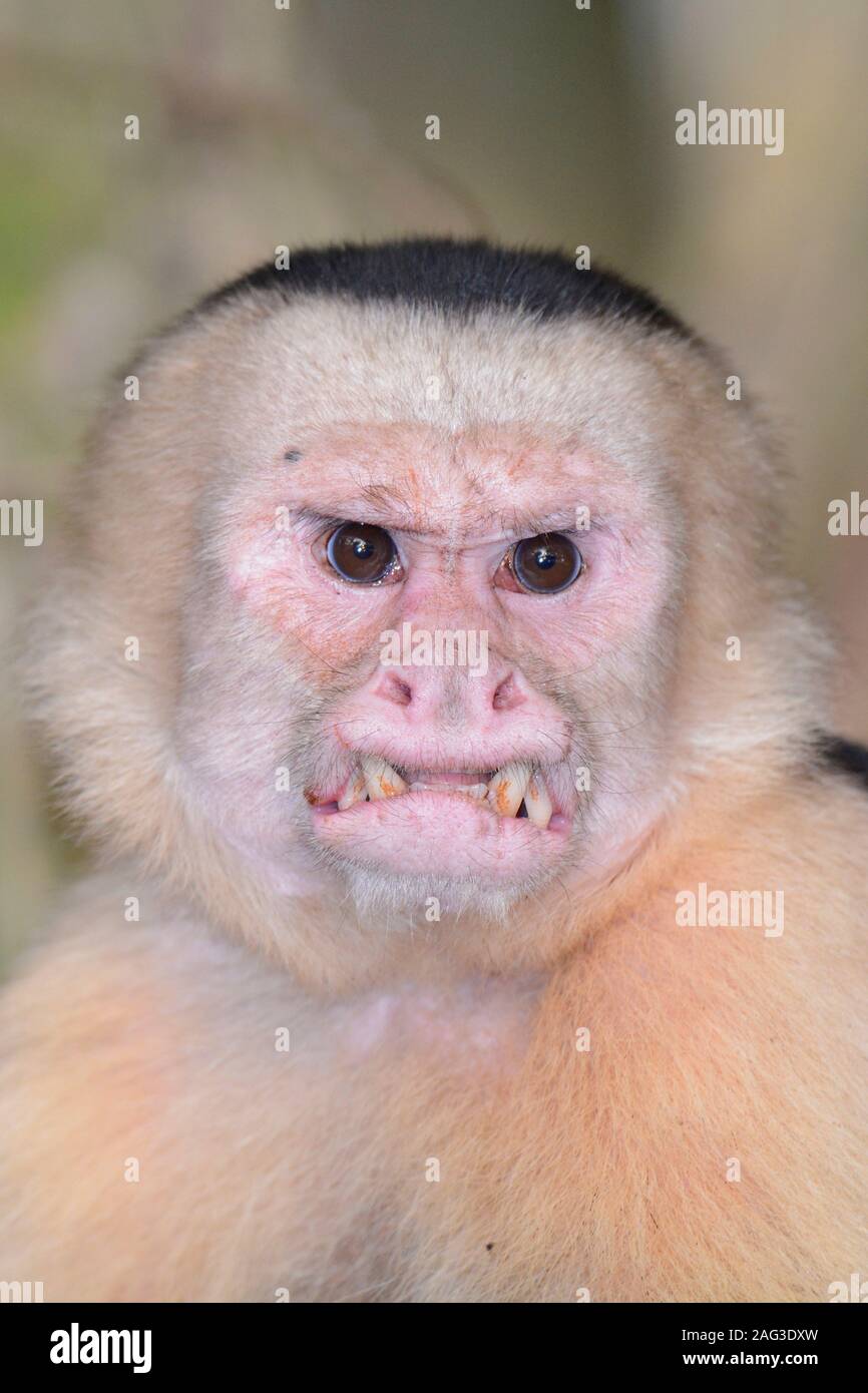 Angry monkey hi-res stock photography and images - Alamy