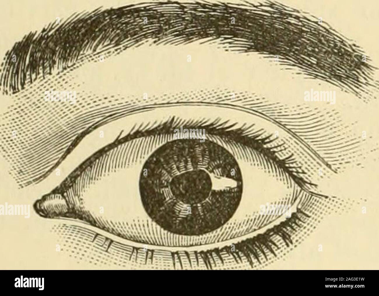 Incised iris hi-res stock photography and images - Alamy