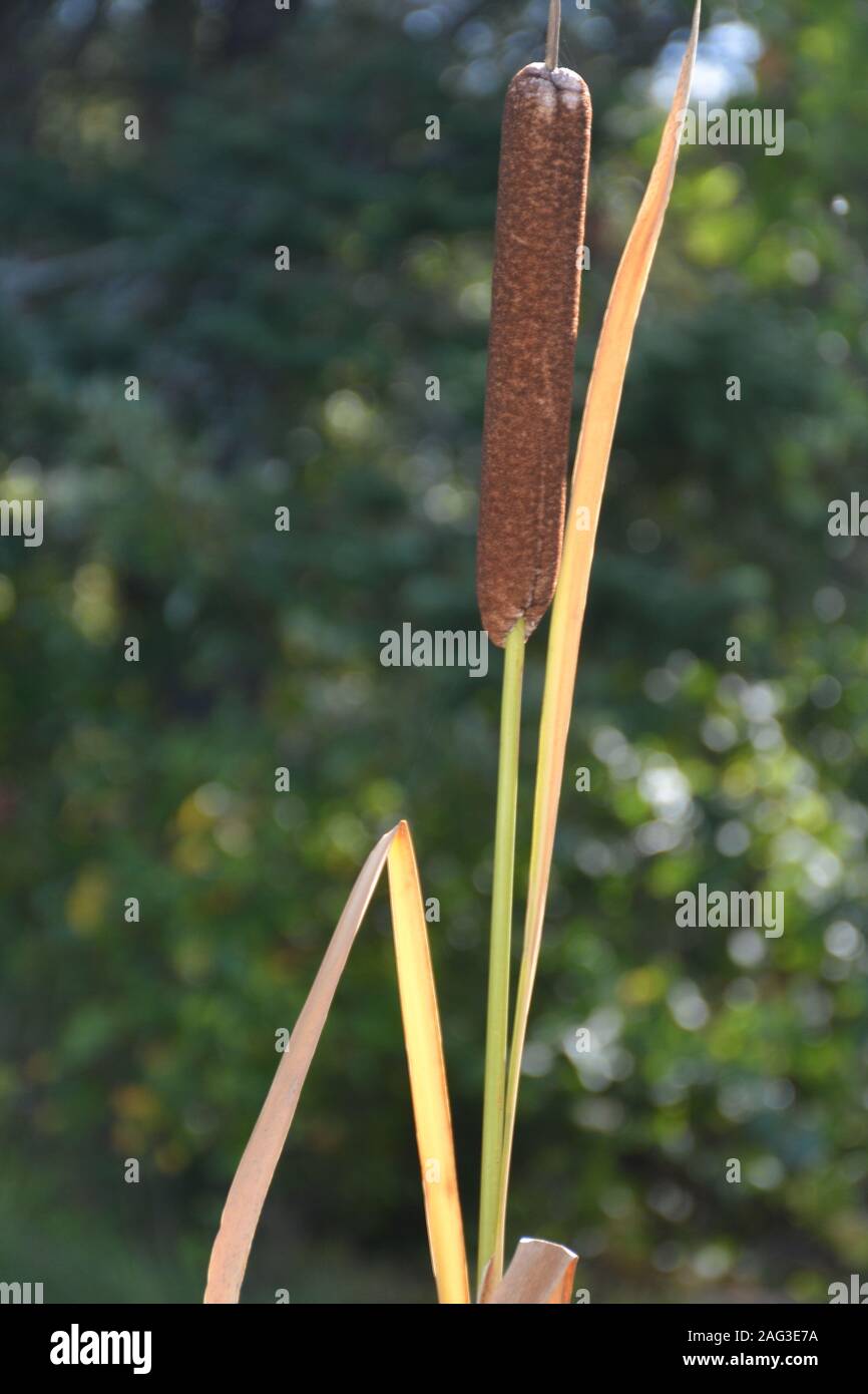 Fall buurush hi-res stock photography and images - Alamy