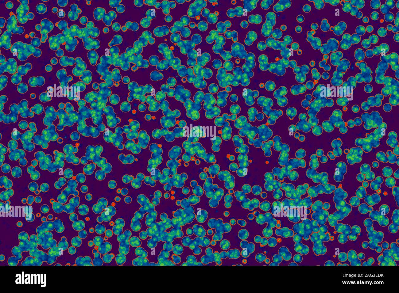 Bacterial cell hi-res stock photography and images - Alamy