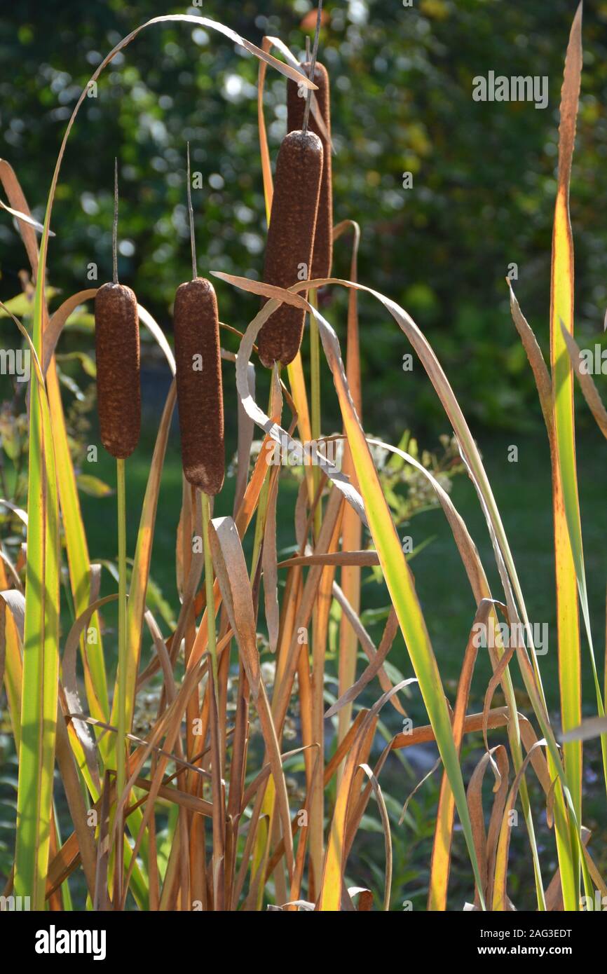 Closeup of cattails hi-res stock photography and images - Alamy