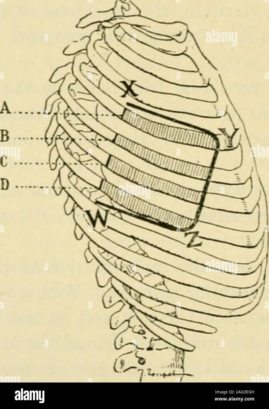. Manual of operative surgery. Ti-geals, trachea and oesophagus. (c ...