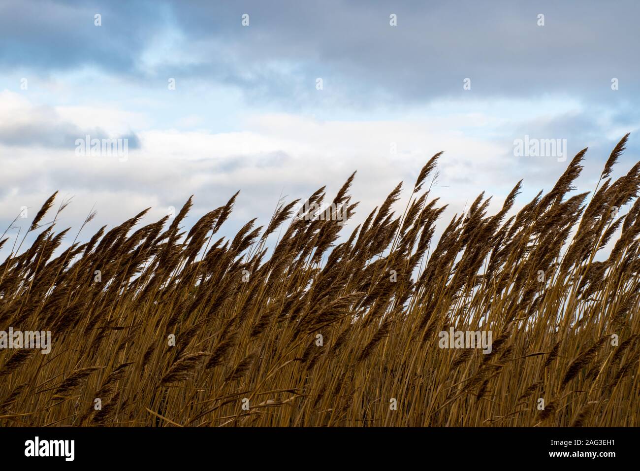 A beautiful scene of a wheat field on a windy day with the cloudy sky ...