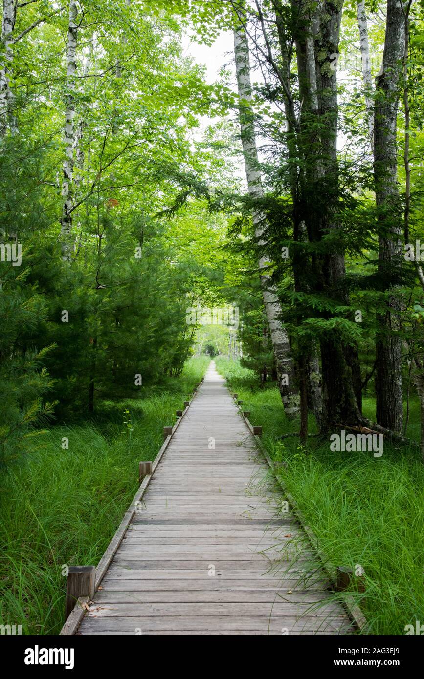 A vertical shot of a man-made wooden path in the forest with bright ...