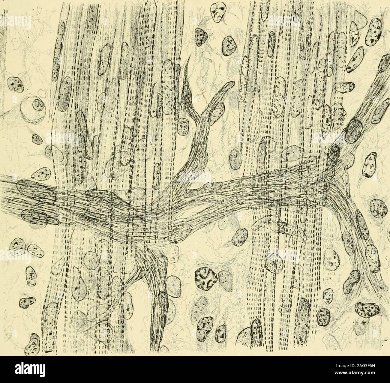 . The American journal of anatomy. se vertebrates the myotome ...