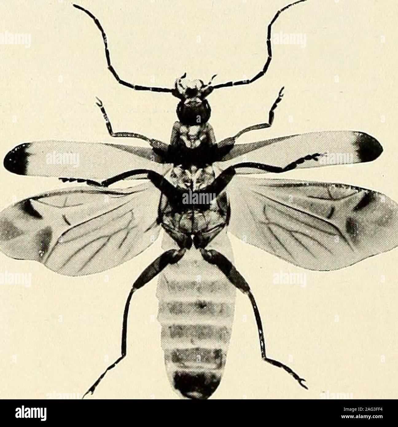 Redspecies hi-res stock photography and images - Alamy