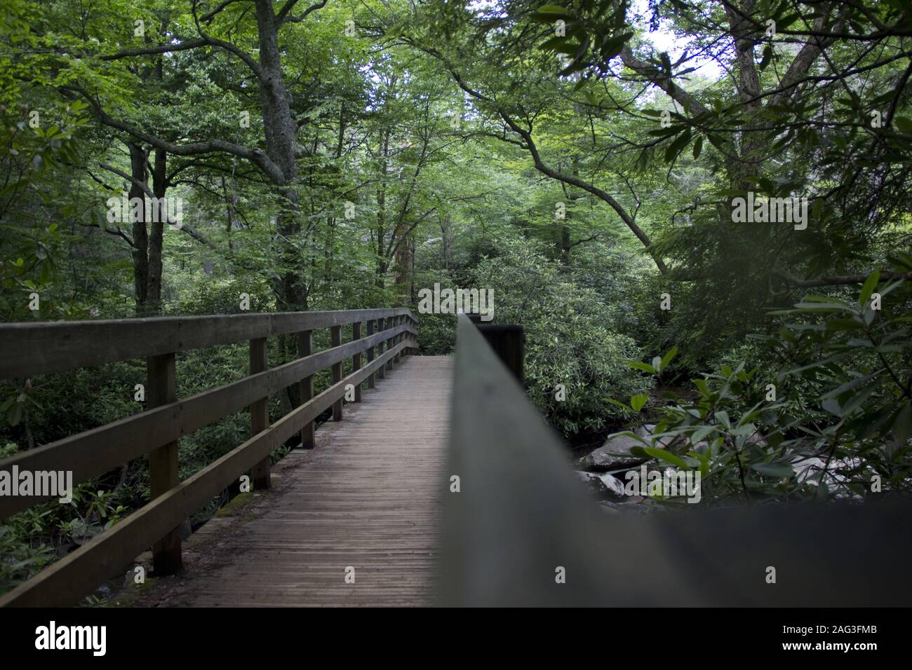 Horizontal shot of a wooden bridge in the forest surrounded by ...