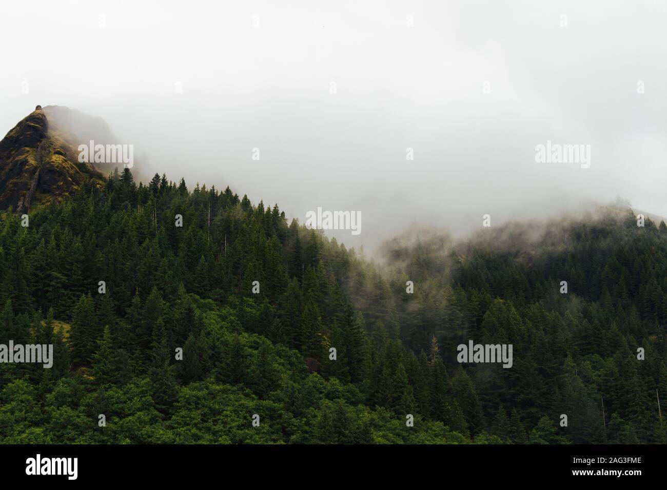 Foggy scenery of a forest with smoke coming out of the trees Stock ...