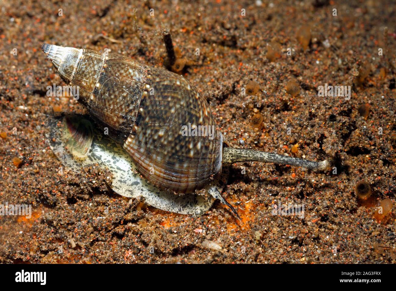 Mud snail hi-res stock photography and images - Alamy