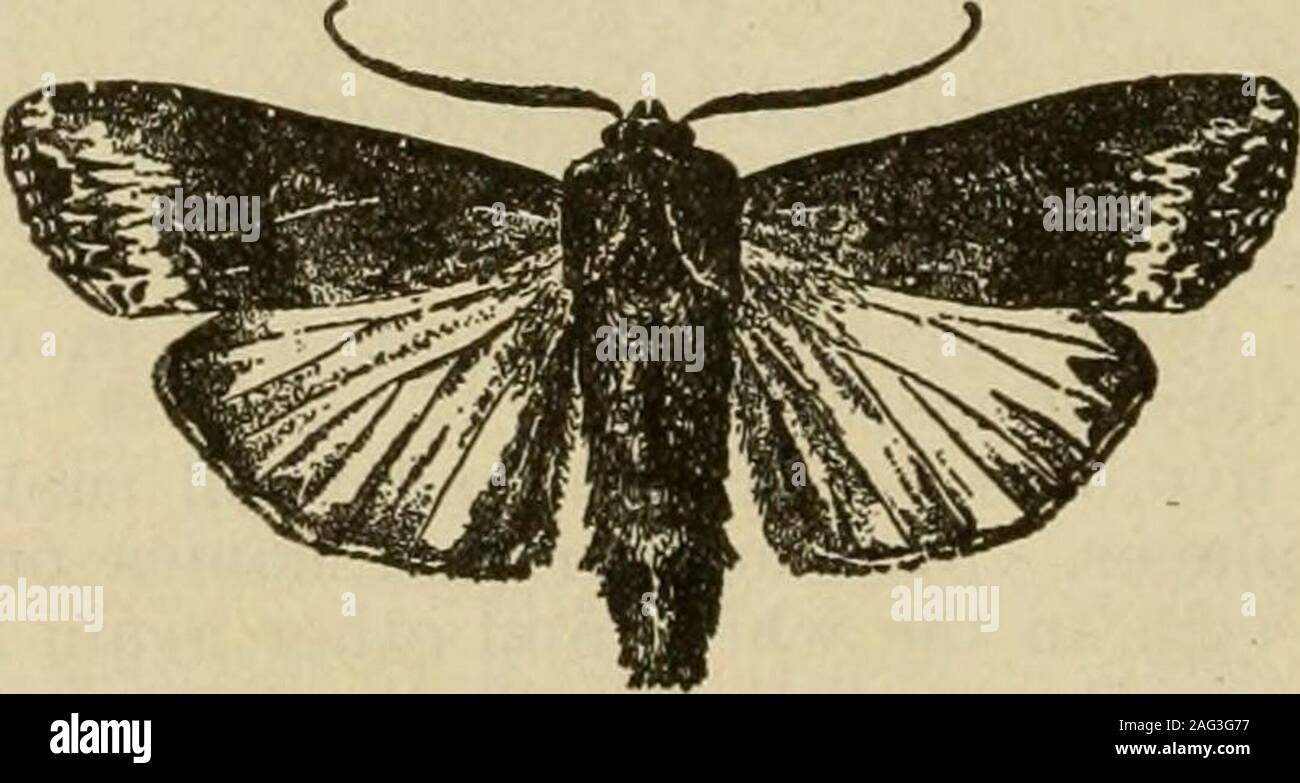 Moths in nebraska hi-res stock photography and images - Alamy