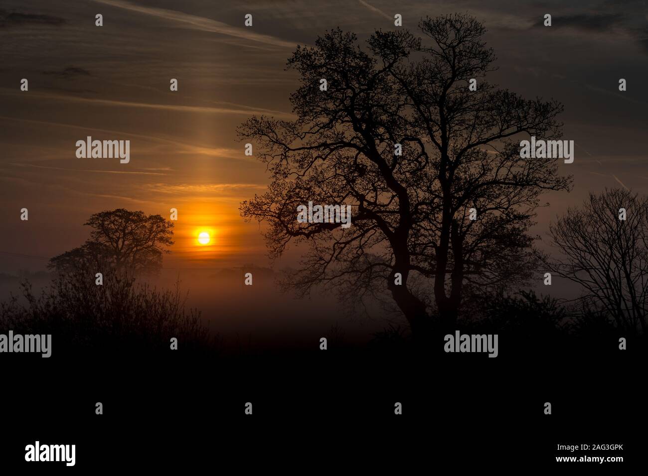 Amazing forest and the sunset Stock Photo - Alamy