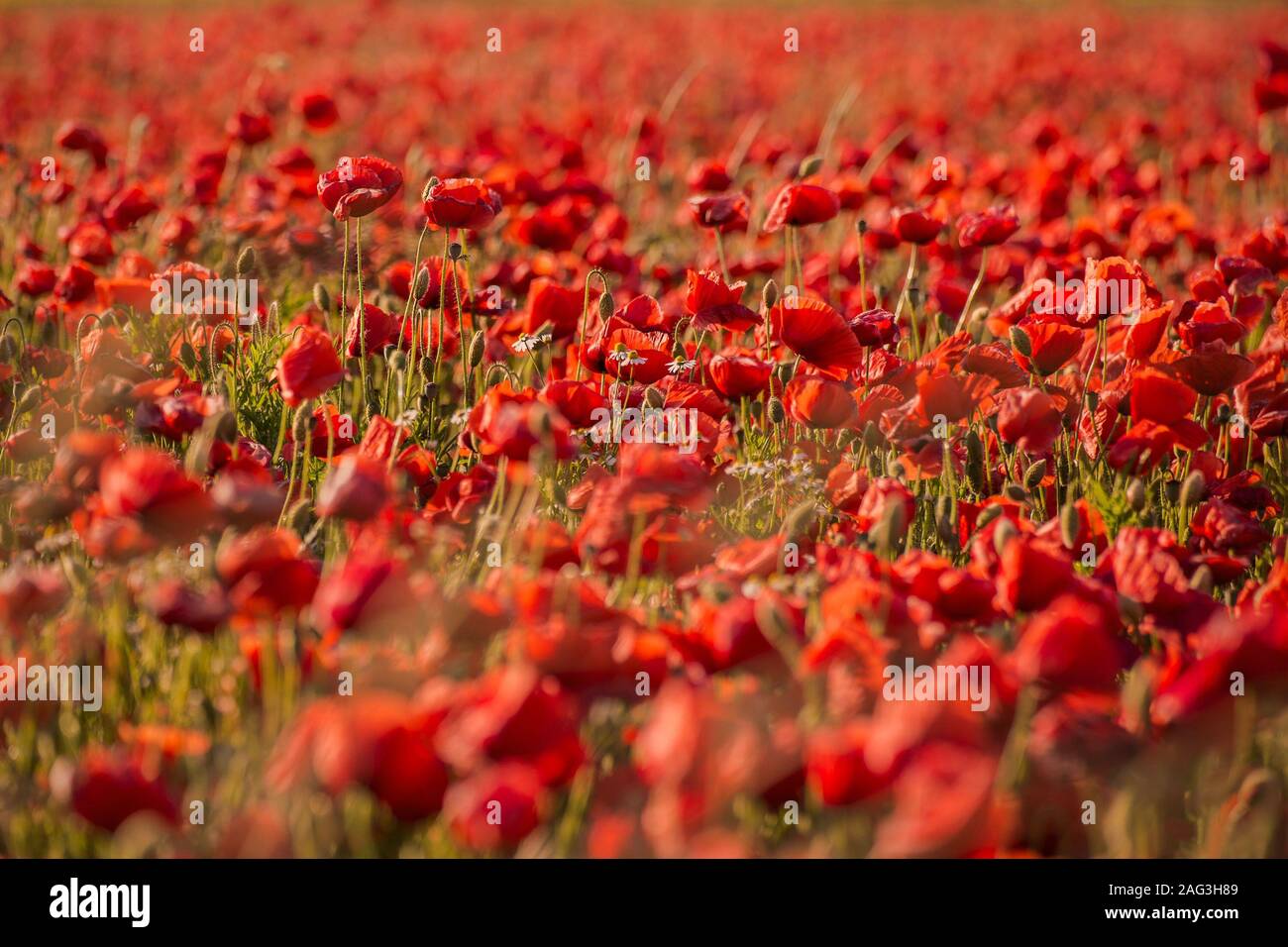 Beautiful field of corn poppy flowers Stock Photo - Alamy