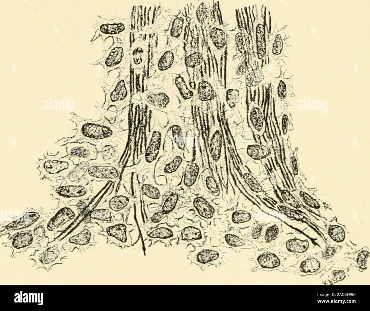 . The American journal of anatomy. amount of the surrounding mesenchyme ...