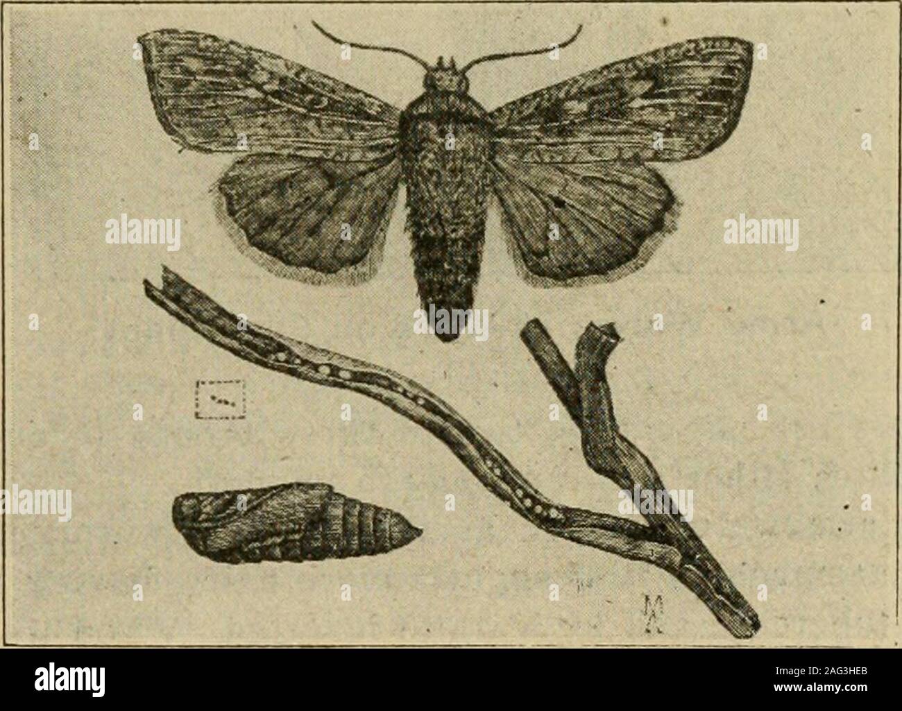 Chinch bugs hi-res stock photography and images - Alamy