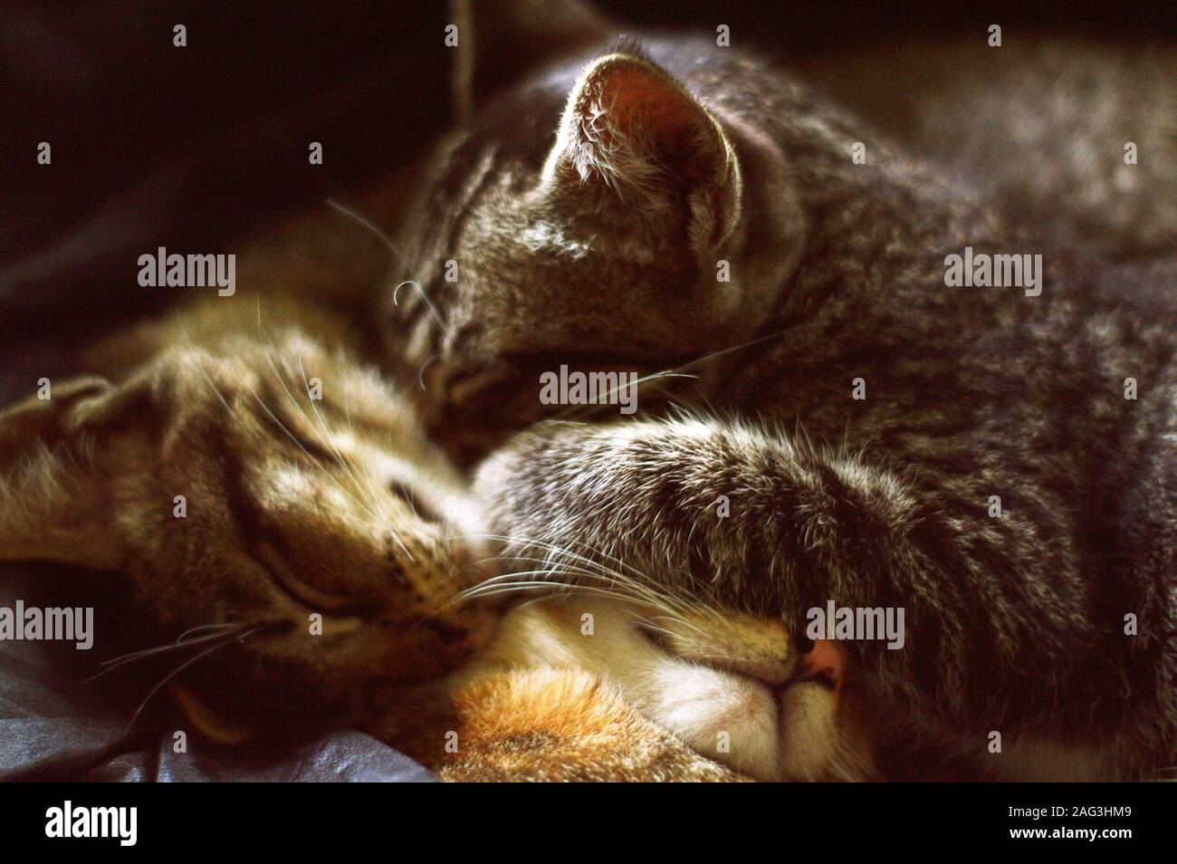 Cute picture of three kittens cuddling Stock Photo - Alamy