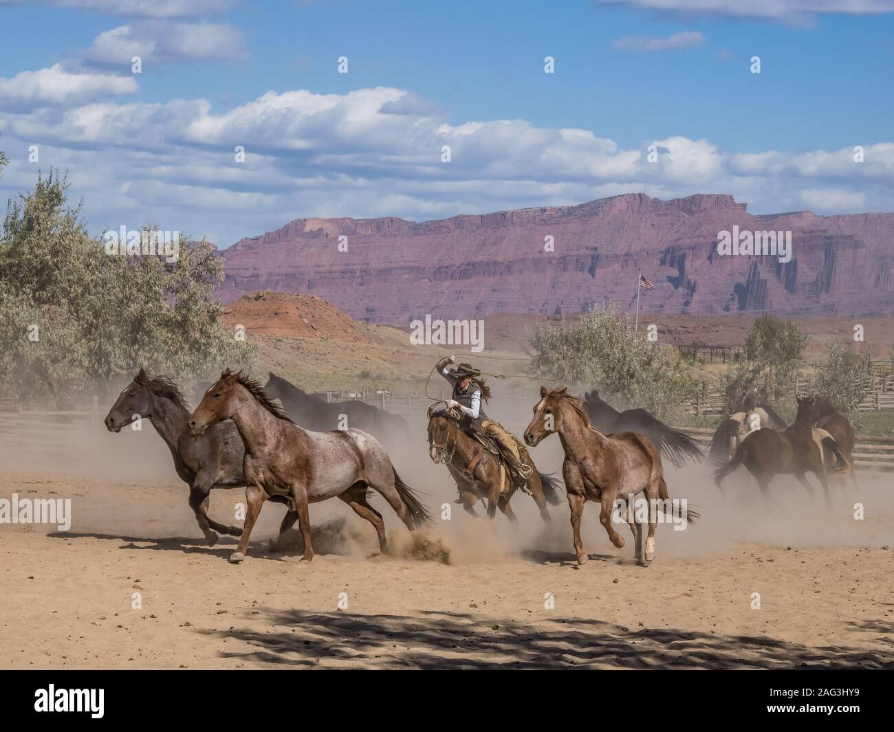 A cowgirl or wrangler drives a herd of saddle horses out of the corral ...