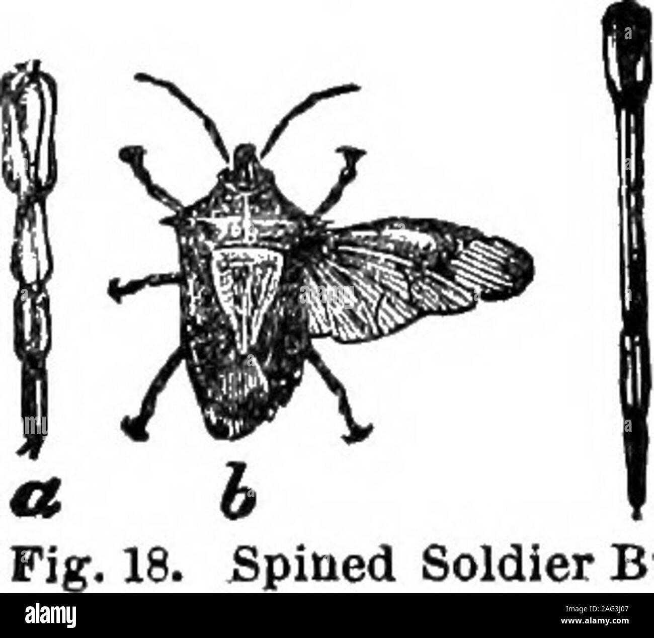 Insect eggs in cluster Black and White Stock Photos & Images - Alamy