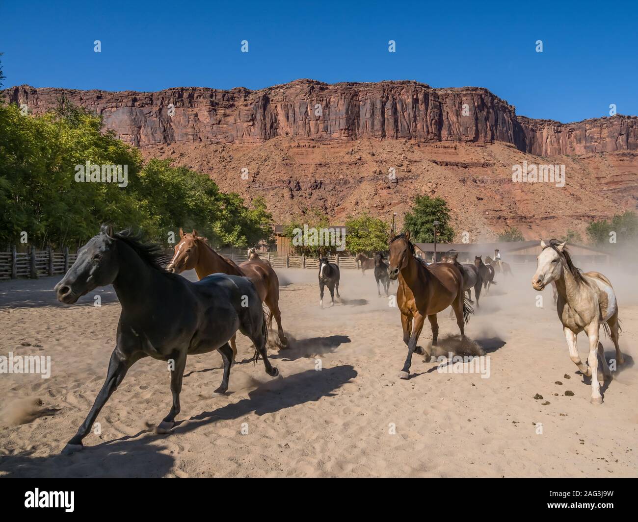 A cowgirl or wrangler drives a herd of saddle horses on the Red Cliffs ...