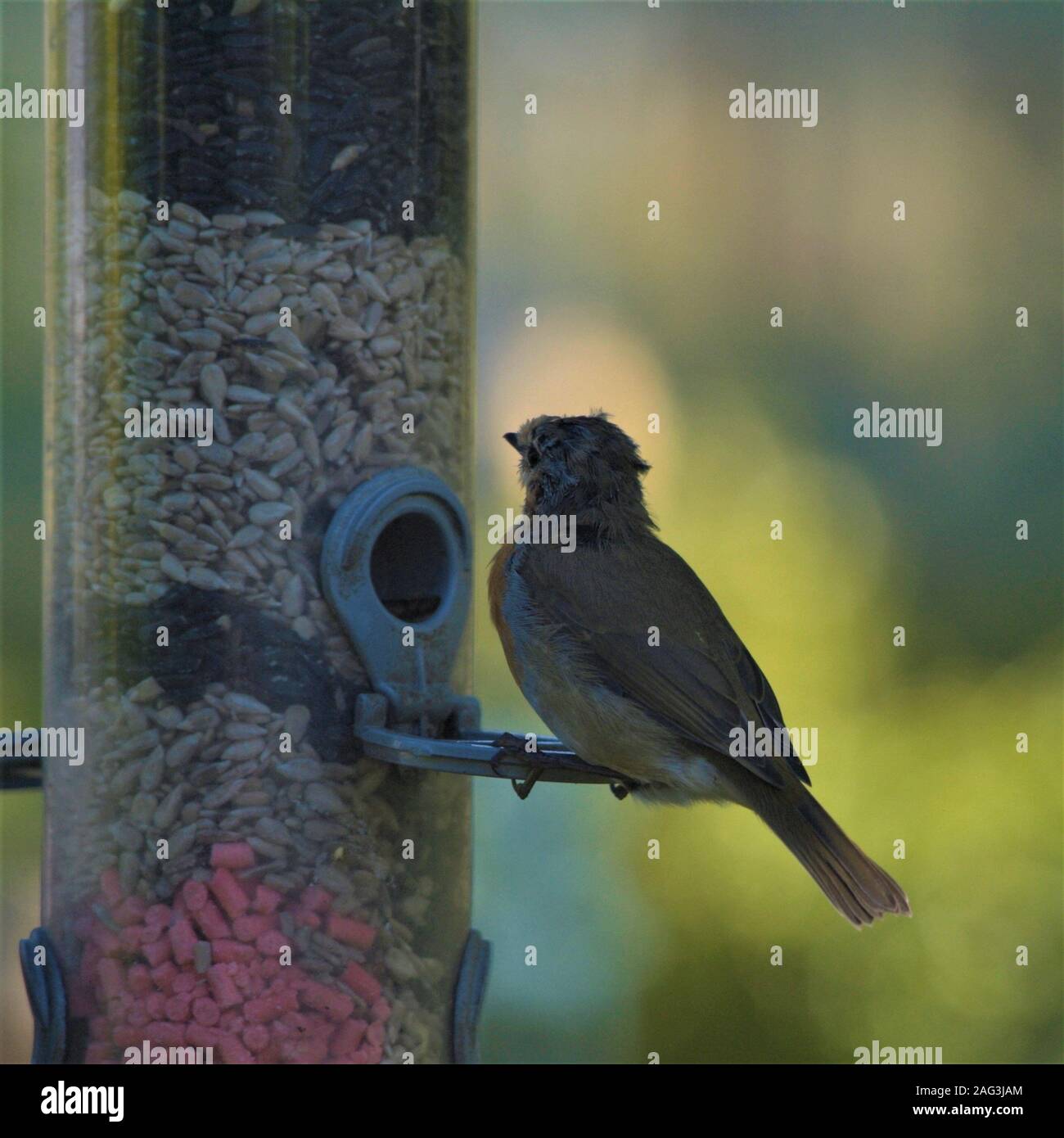 Uk garden pretty bird feeder hi-res stock photography and images - Alamy