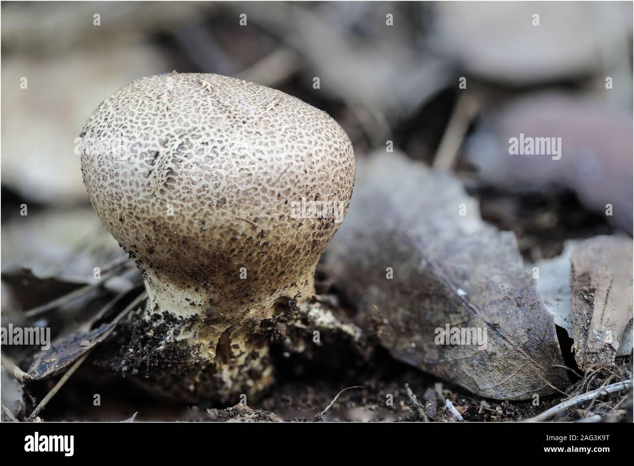 Scleroderma viscosa, earth ball Stock Photo - Alamy