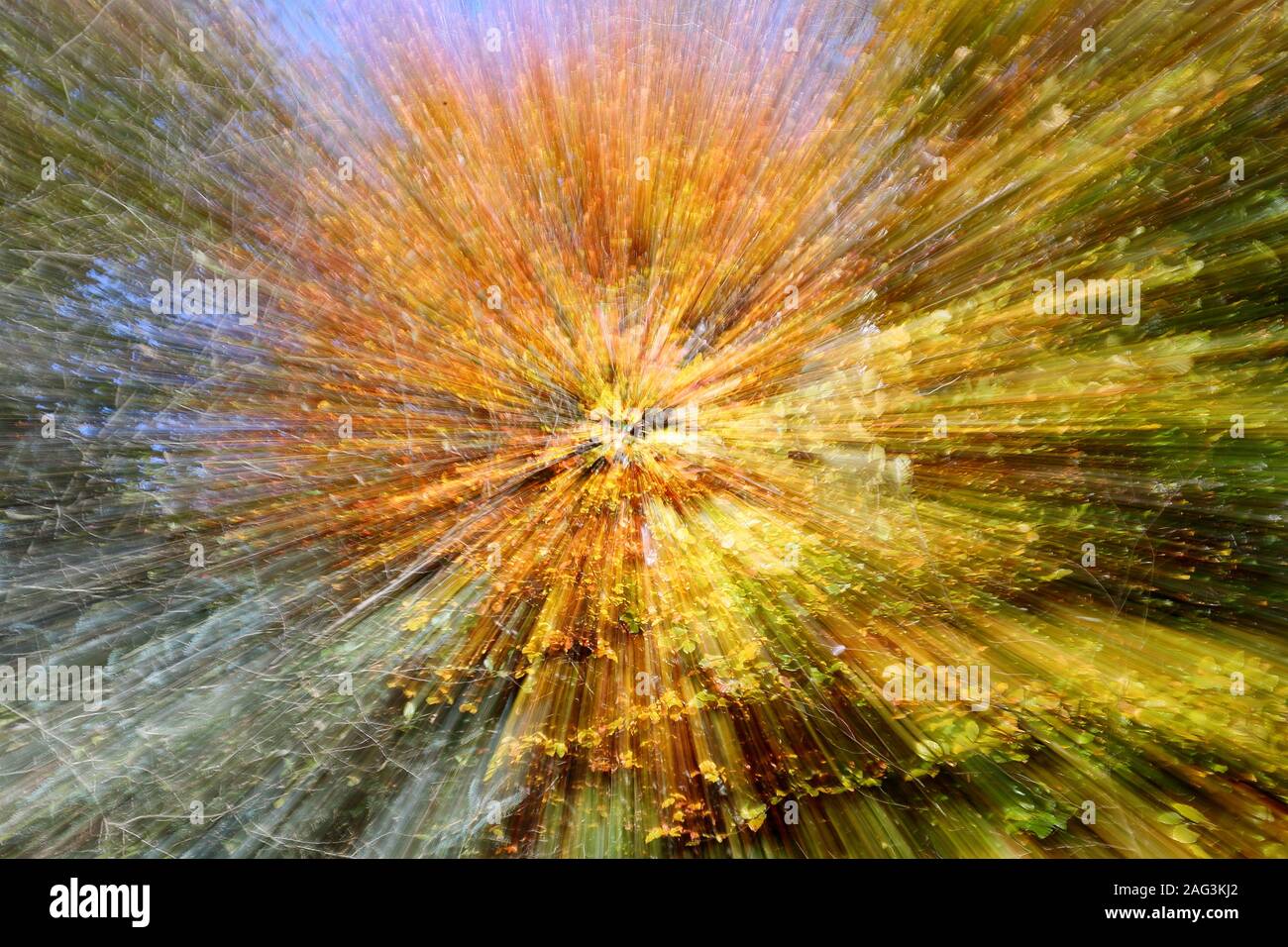 Forest bushy trees hi-res stock photography and images - Alamy