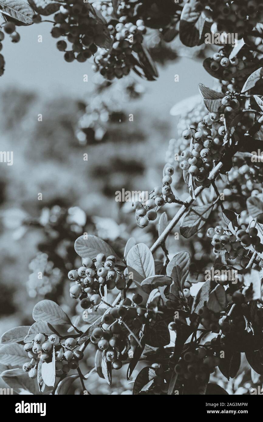 Vertical gray scale shot of a branch of a tree Stock Photo - Alamy