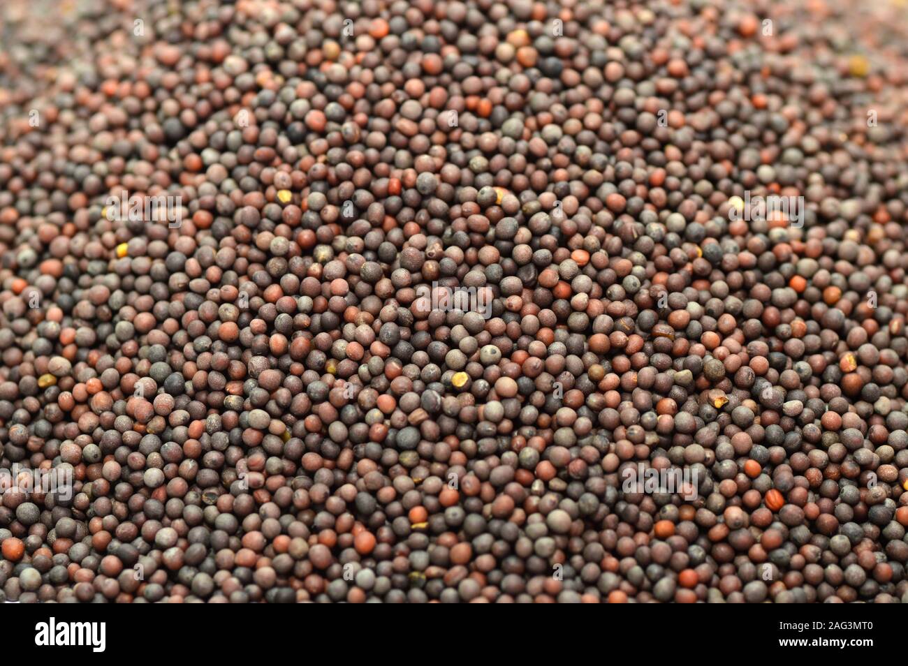 Indian Brown Mustard Seeds as a background texture Stock Photo - Alamy