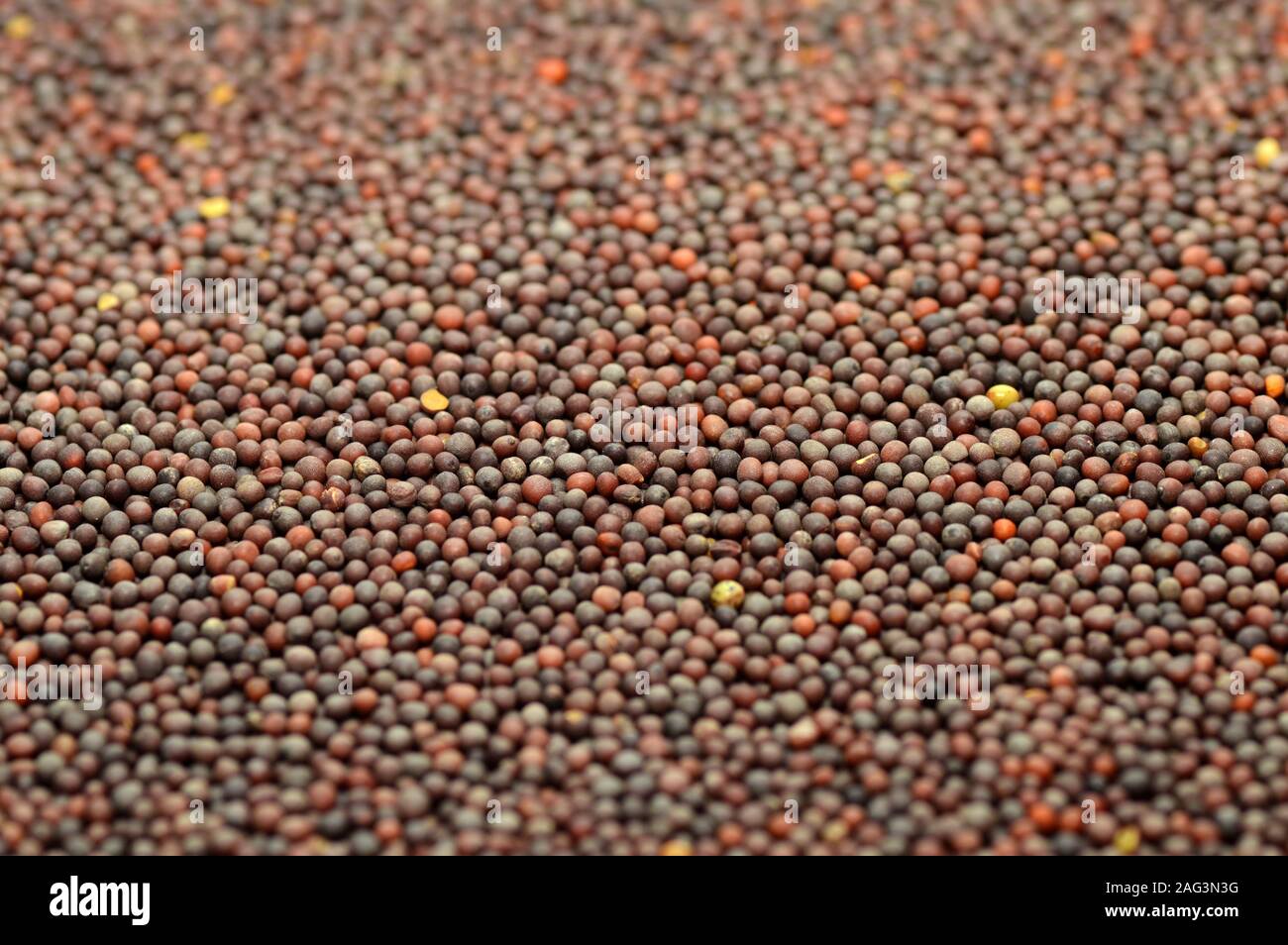 Indian Brown Mustard Seeds as a background texture Stock Photo - Alamy
