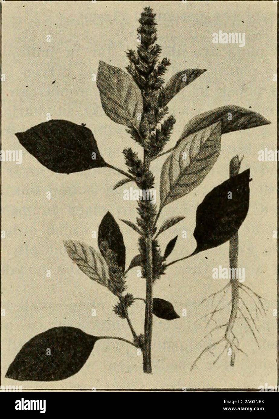 Infested crops hi-res stock photography and images - Alamy