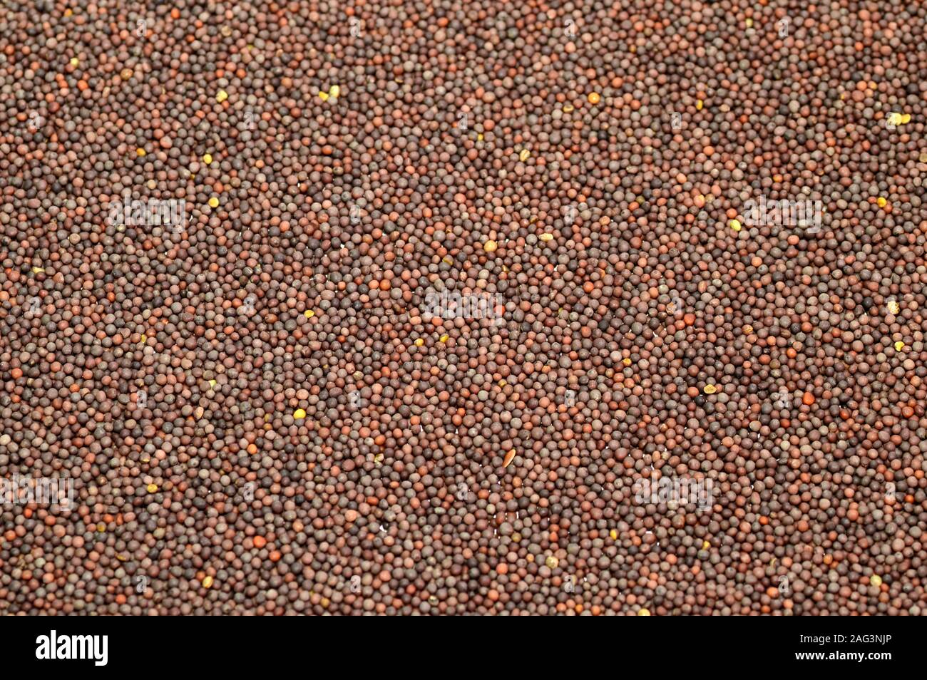Indian Brown Mustard Seeds as a background texture Stock Photo - Alamy
