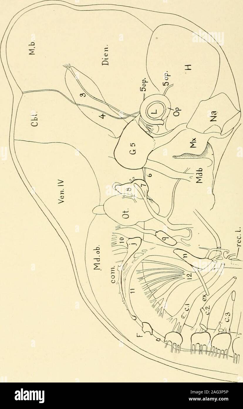 . The American journal of anatomy. vein. cl. 1, cl. 2, cl. 3, cl ...