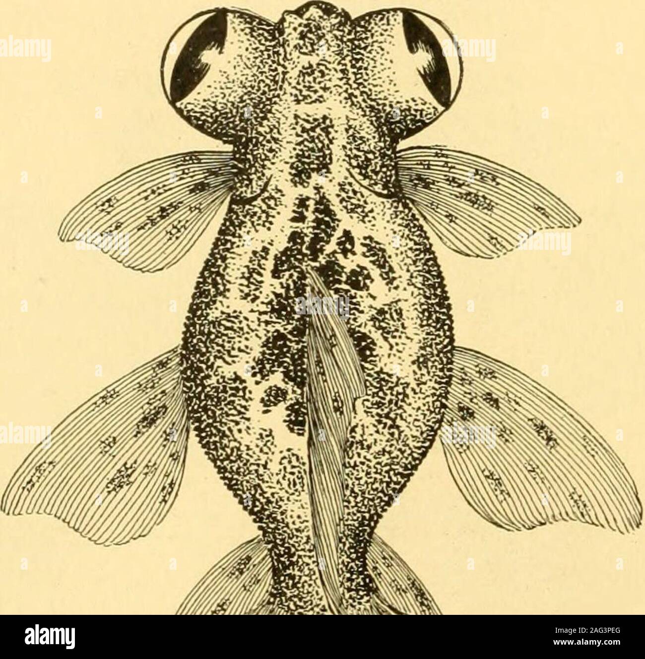 Telescopes goldfish hi-res stock photography and images - Alamy