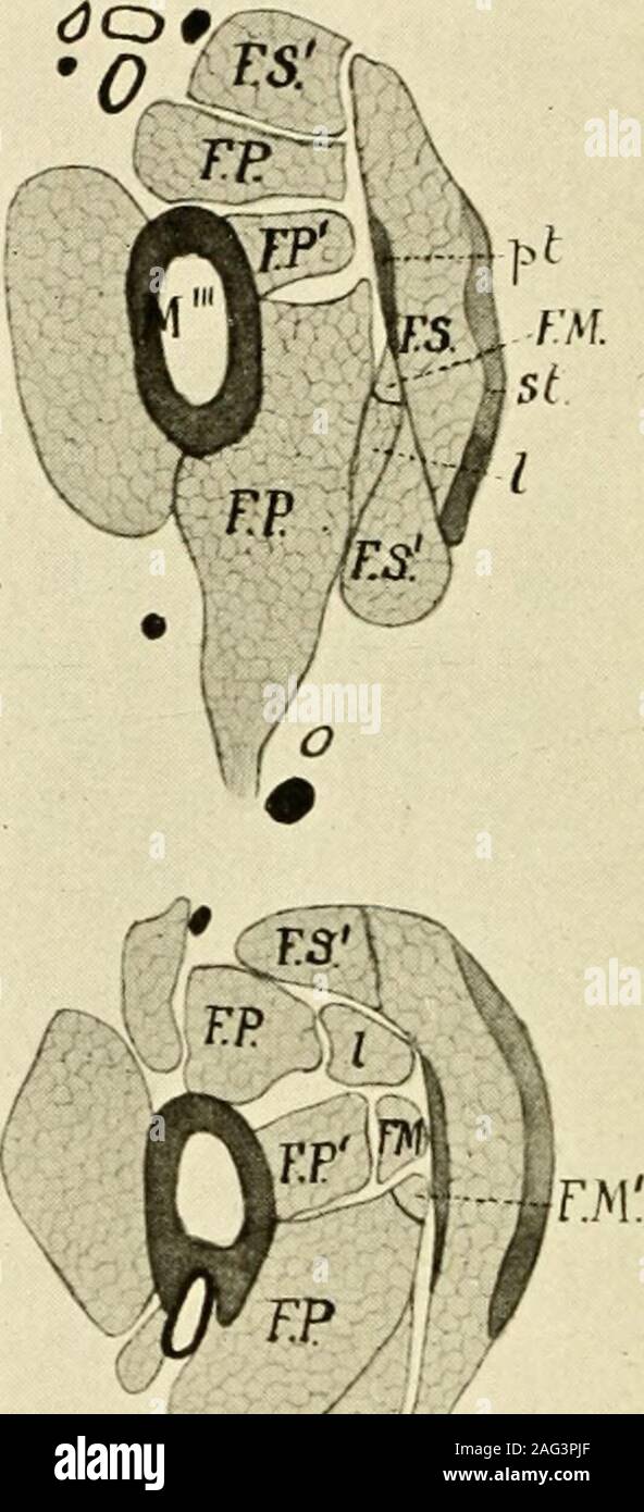 . The American journal of anatomy. ? ^rs^ Fig. 9. Fig. 10. Fig. It ...