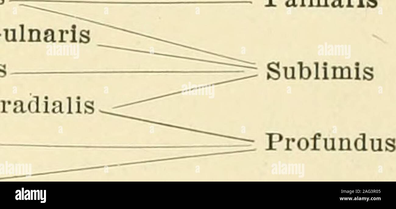 . The American journal of anatomy. Profundus CYNOCEPHAXiUS MAIMON ...