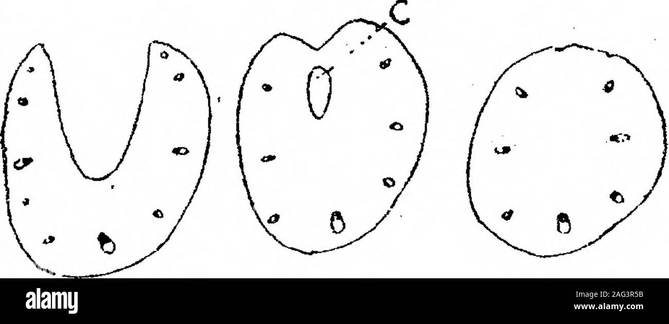 . On the Development and Morphology of the Leaves of Palms. A B C D E F ...