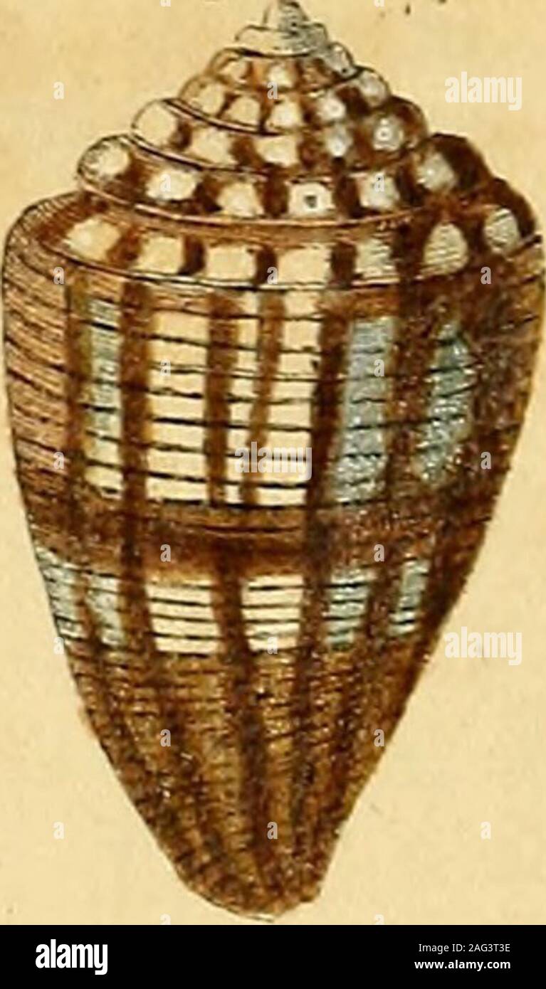 Conus punctatus hi-res stock photography and images - Alamy