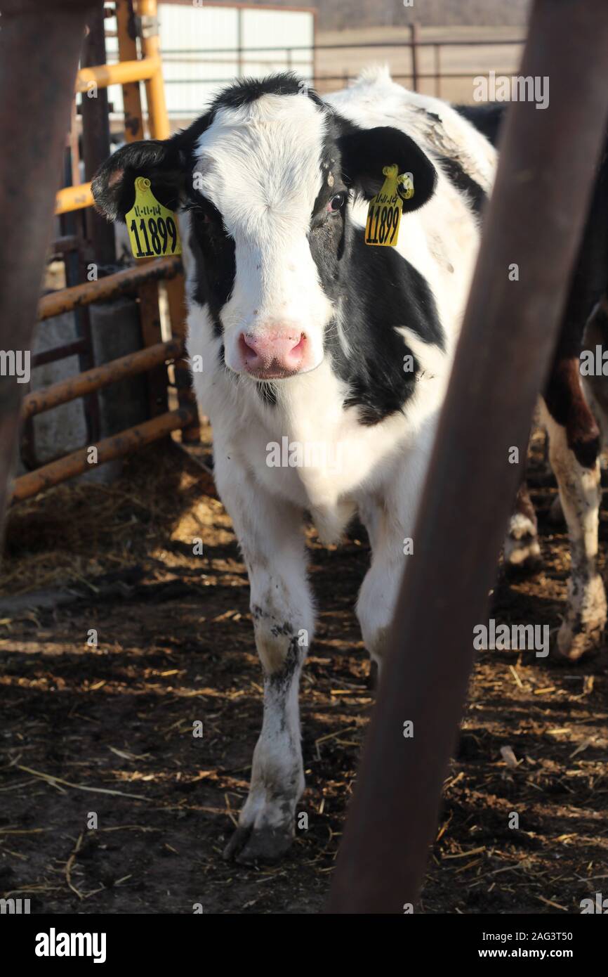 Aquarium photography vertical outdoors hi-res stock photography and ...