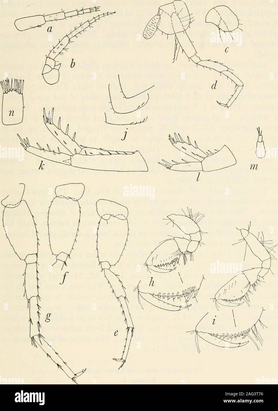 . Bulletin - United States National Museum. her slender, with about 8 ...