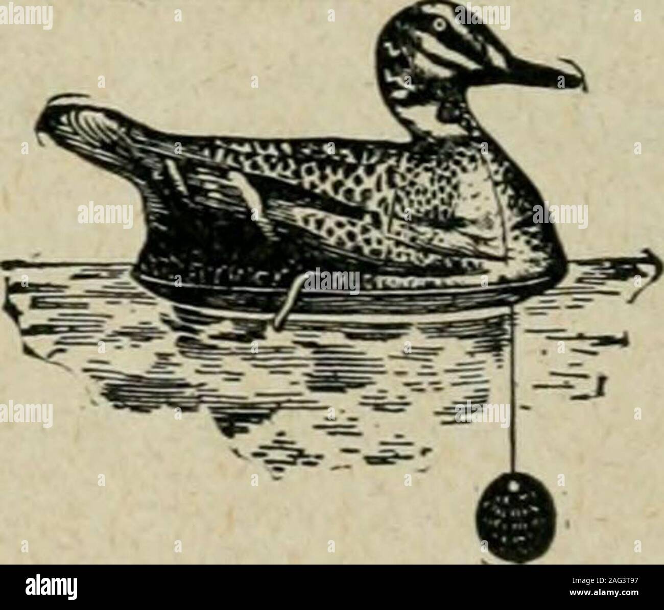 Work like a beaver hi-res stock photography and images - Alamy