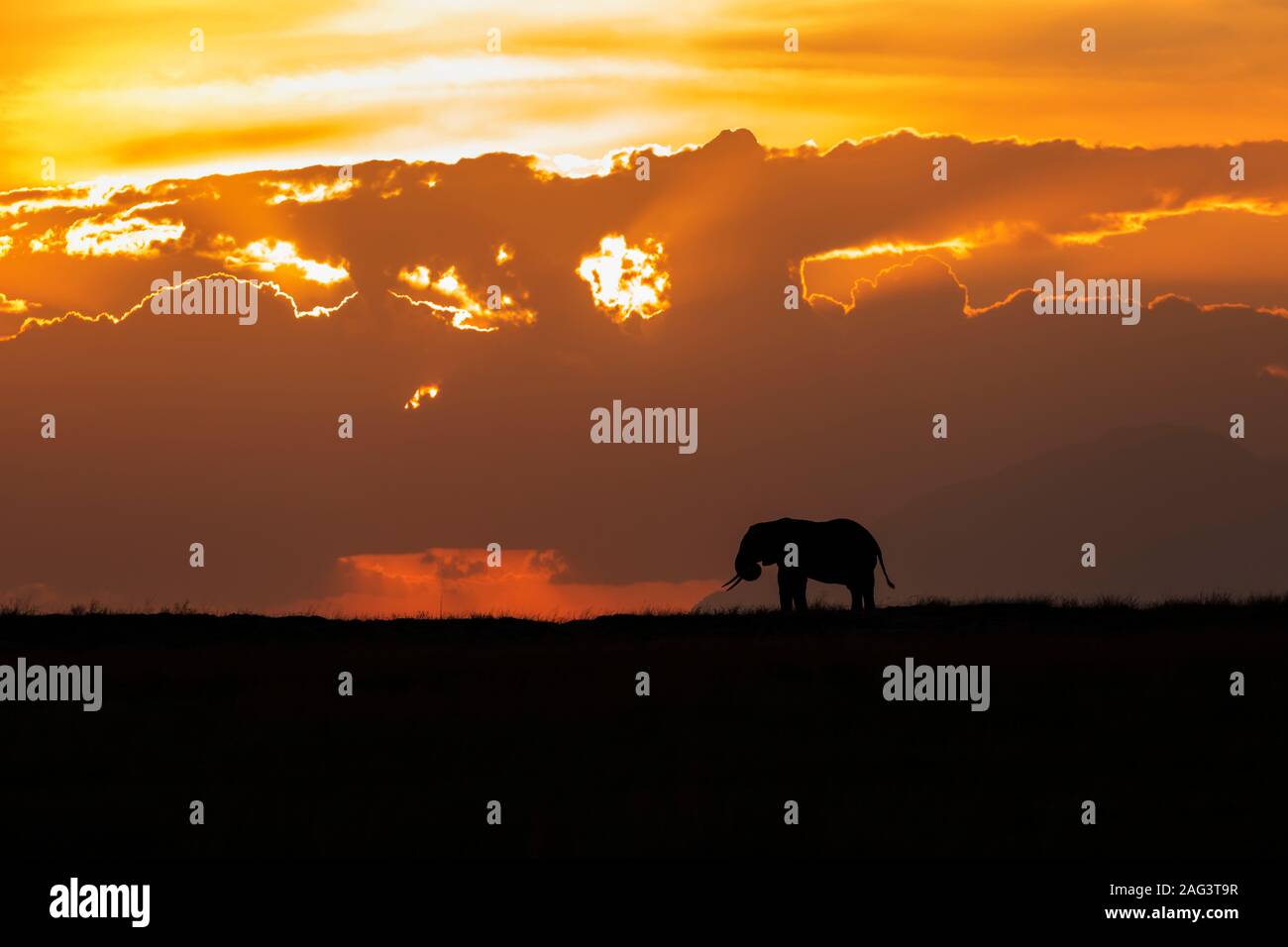 African sunset with beautiful animal hi-res stock photography and ...