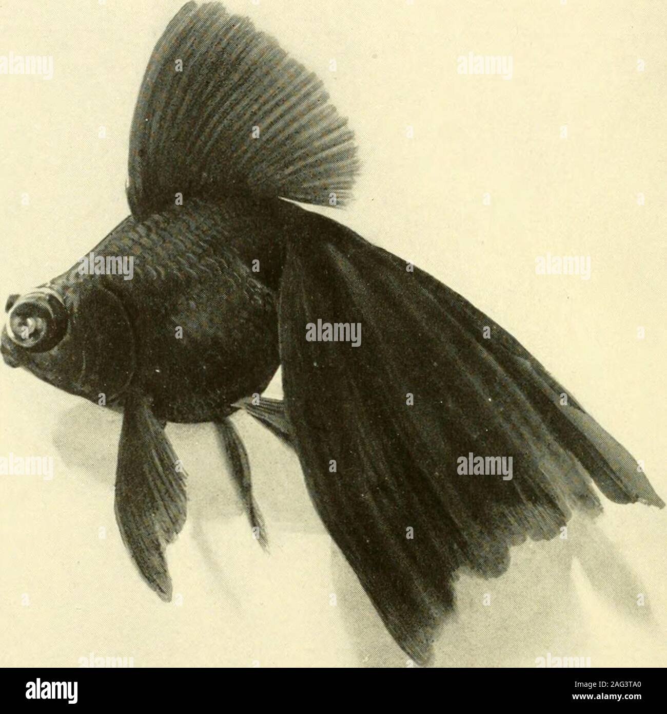 Tropical Goldfish Types