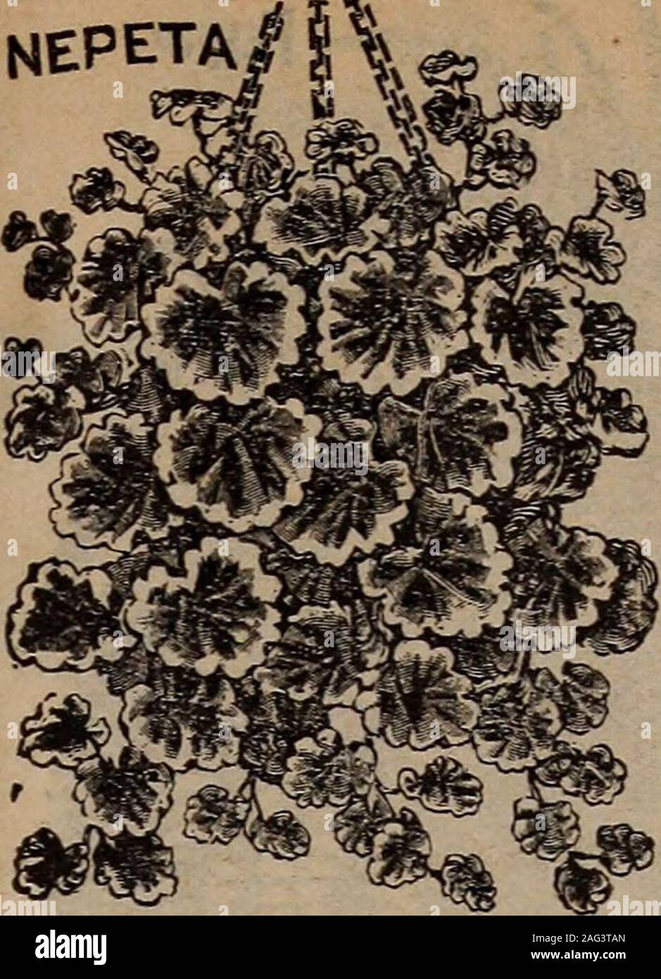 . Childs' catalogue of fall bulbs that bloom : plants shrubs, fruits ...