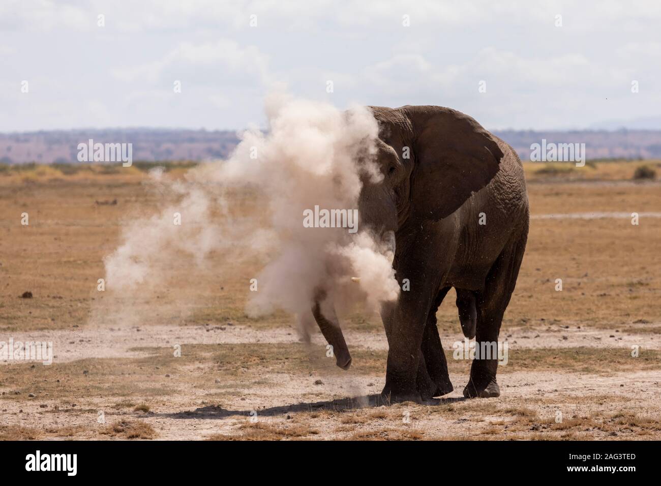Bull Dust High Resolution Stock Photography and Images - Alamy