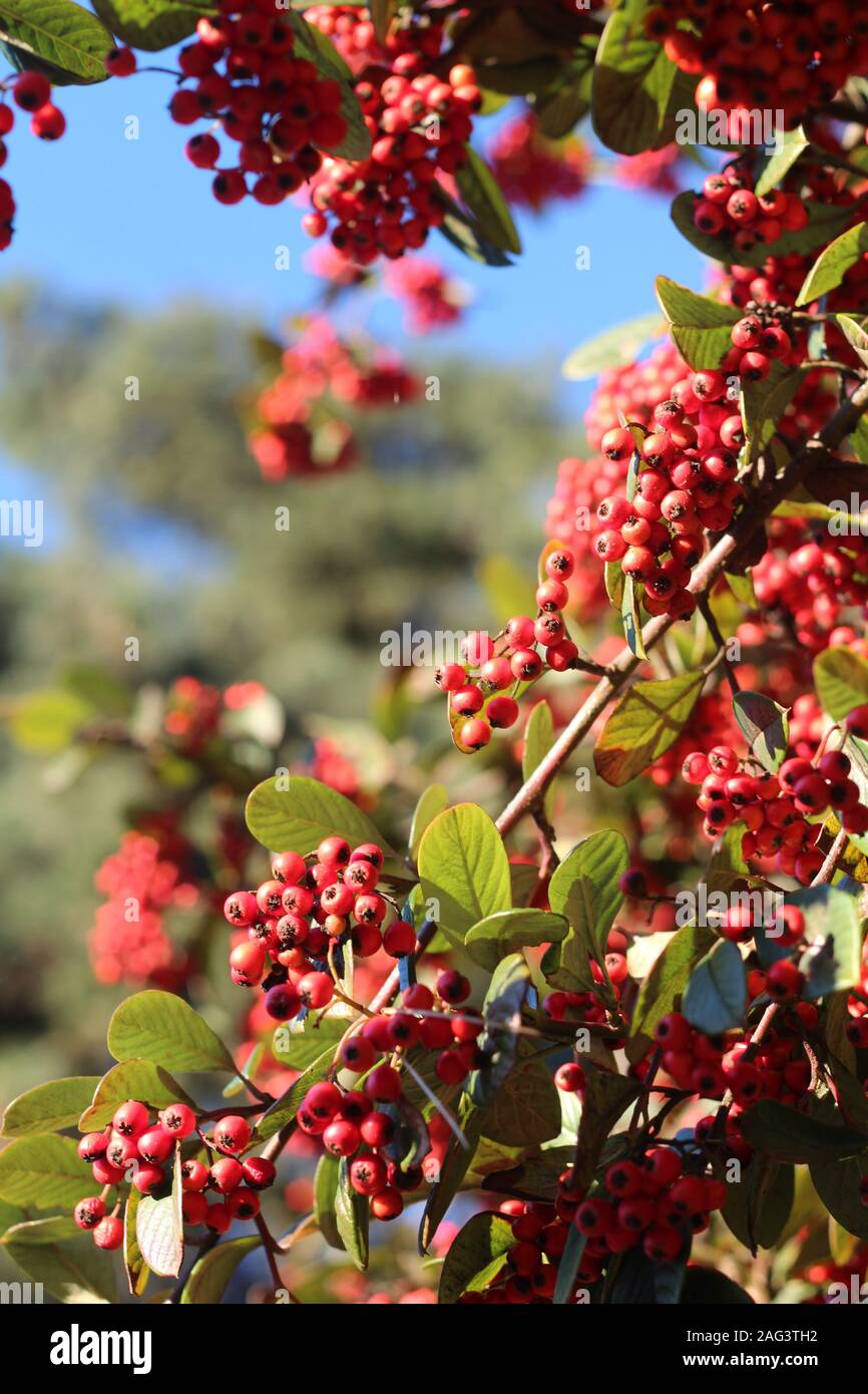 Vertical shot of a tree with small red fruits taken in San Francisco ...