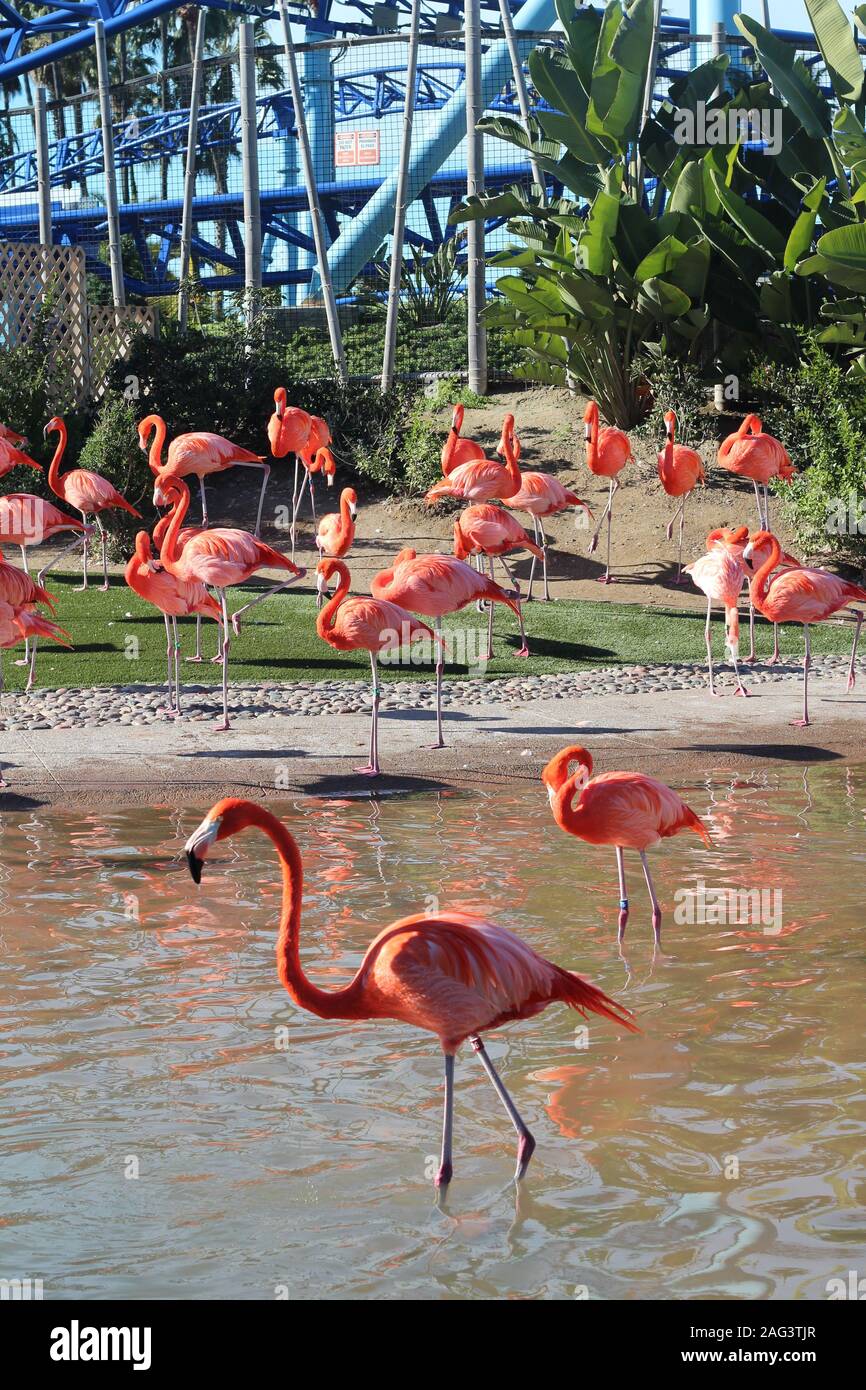 Vertical shot white flamingos hi-res stock photography and images - Alamy