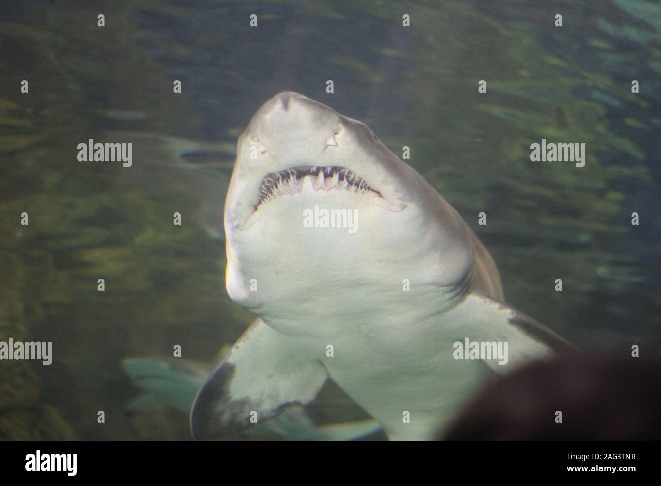 Shark in the aquarium at San Diego zoo Stock Photo - Alamy