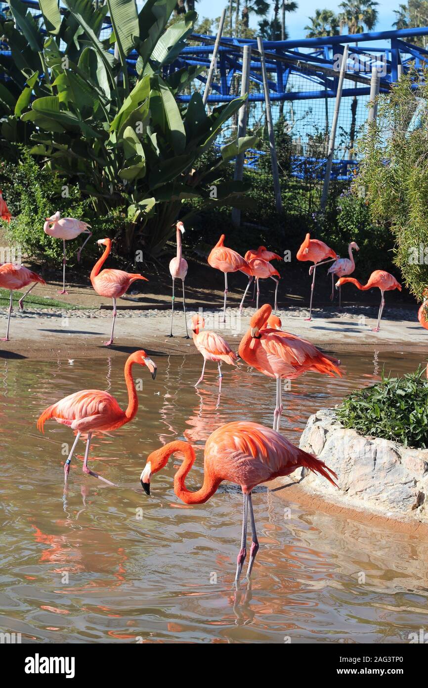 Vertical shot white flamingos hi-res stock photography and images - Alamy
