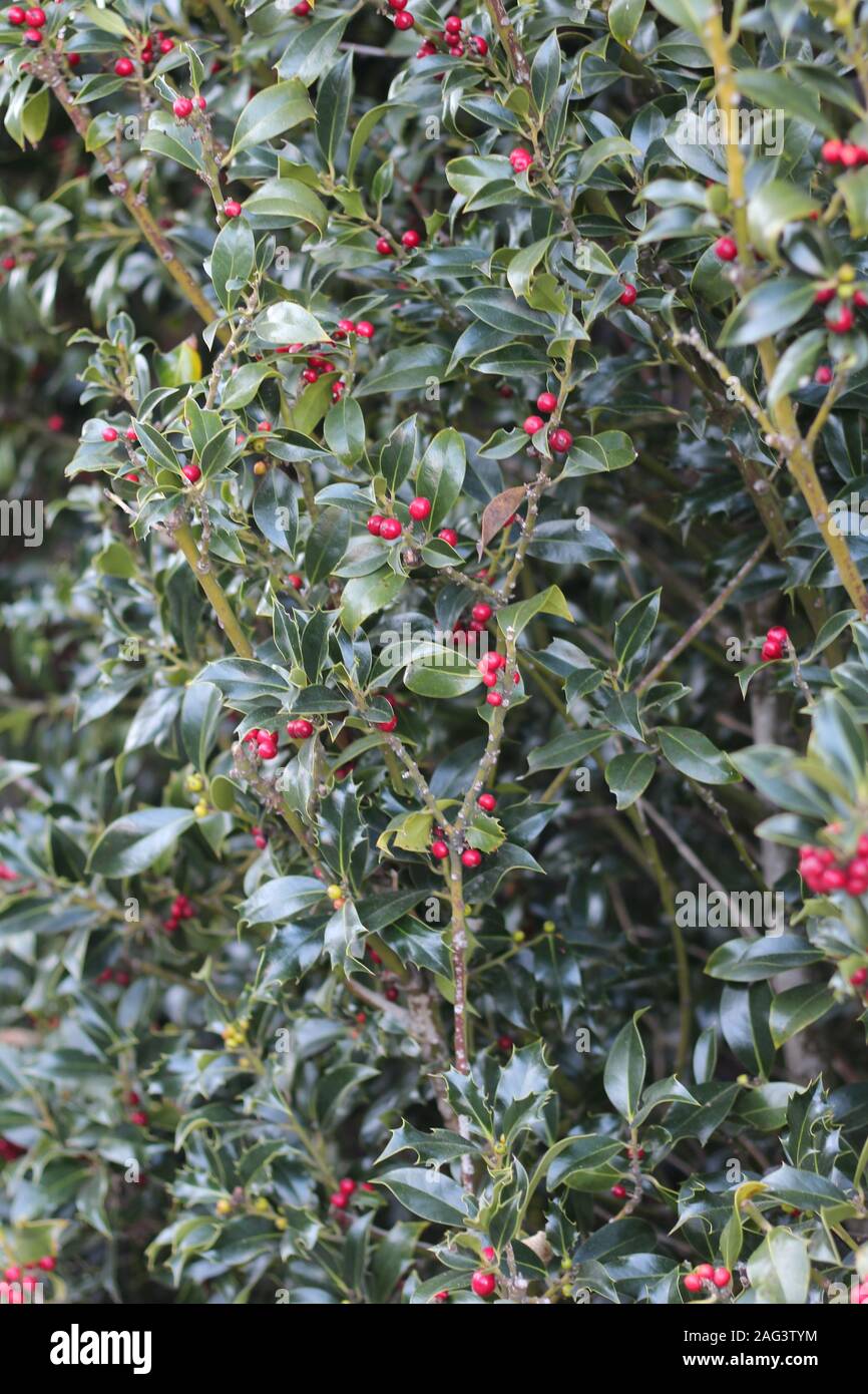 Vertical shot of a tree with small red fruits Stock Photo - Alamy