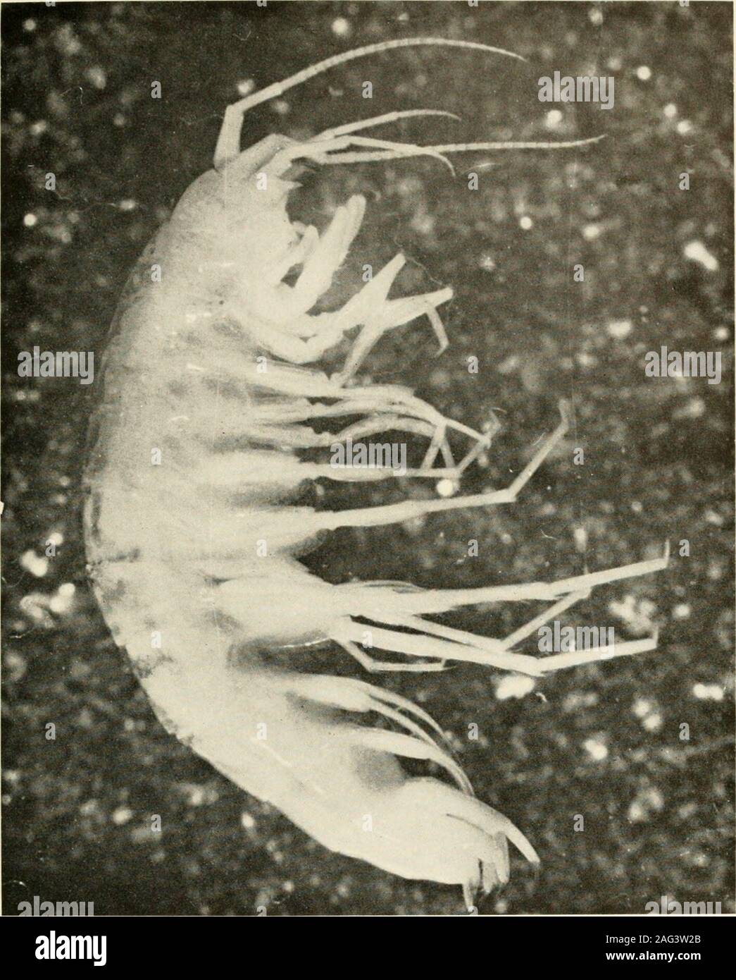 North american x 10 hi-res stock photography and images - Alamy